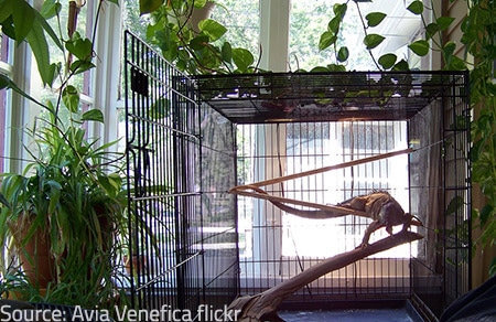 Moving With Pets Tips: How to move your feathery, scaly, or slimy pets