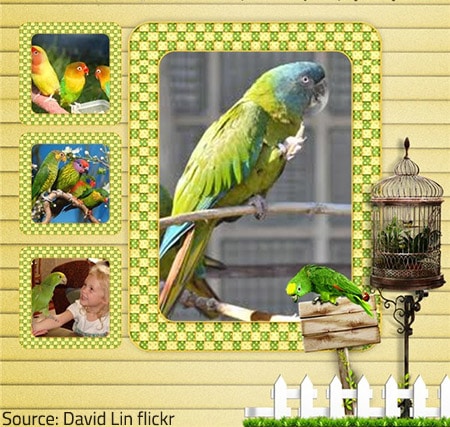 Moving With Pets Tips: How to move your feathery, scaly, or slimy pets