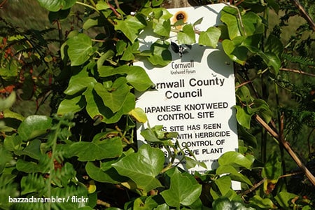 Japanese Knotweed – Everything You Must Know When Moving Home ...